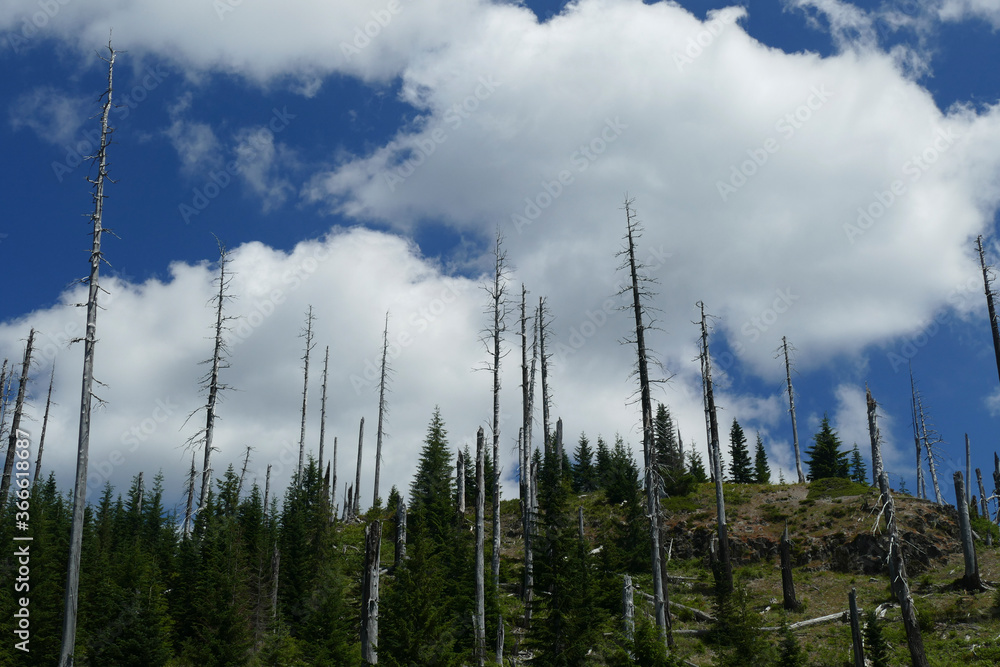 Snags of trees destroyed by the volcanic eruption of 1980 Stock Photo ...