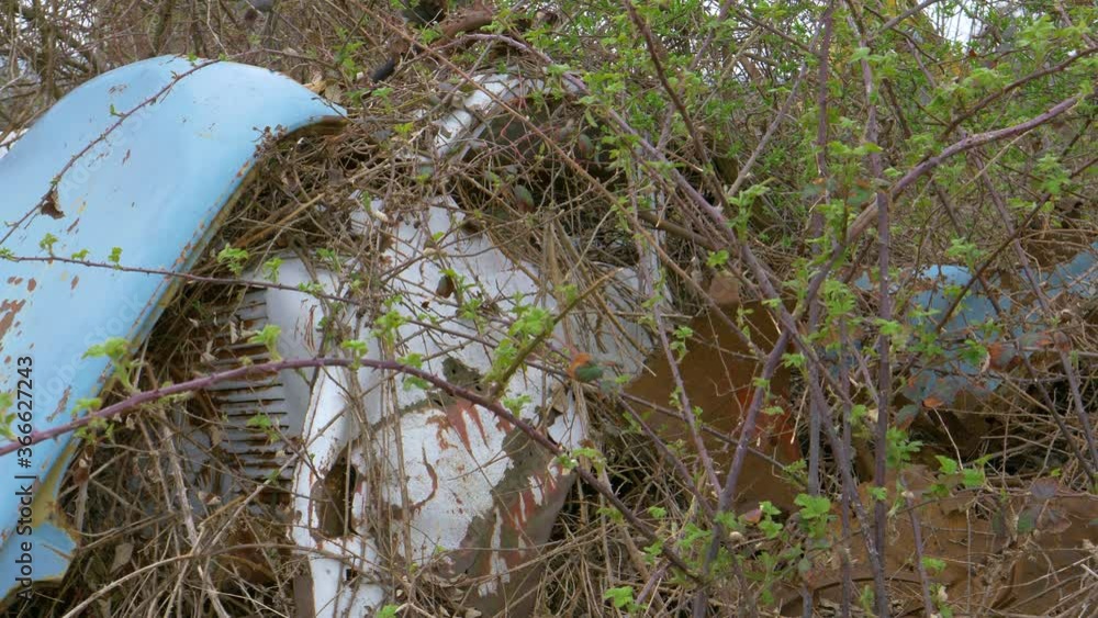 CLOSE UP: Dense shrubs grow over an abandoned truck rusting away in the ...