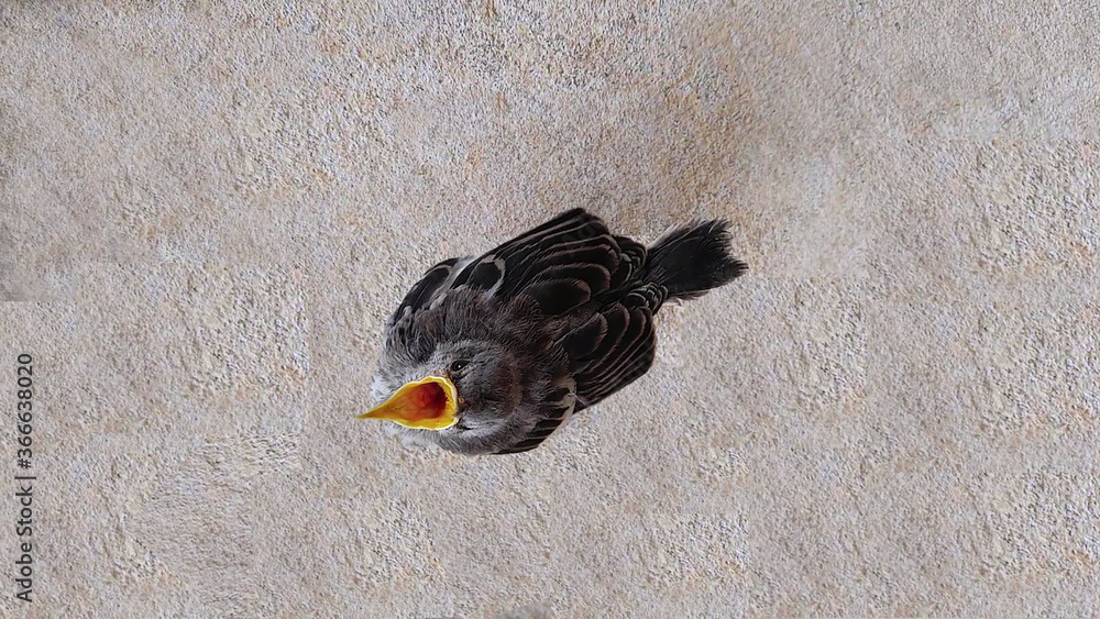 Baby bird separated from mom chirping away for food. Only 1 week old ...