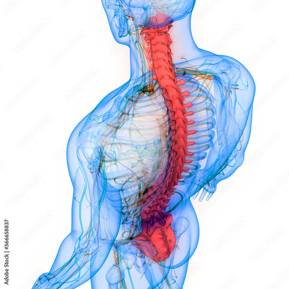 Spinal Cord Vertebral Column of Human Skeleton System Anatomy Stock ...