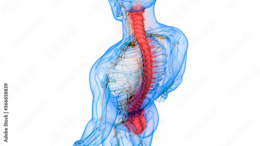 Spinal Cord Vertebral Column of Human Skeleton System Anatomy Stock ...