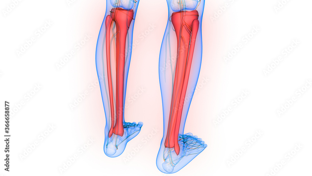 Human Skeleton System Tibia and Fibula Bone Joints Anatomy Stock ...
