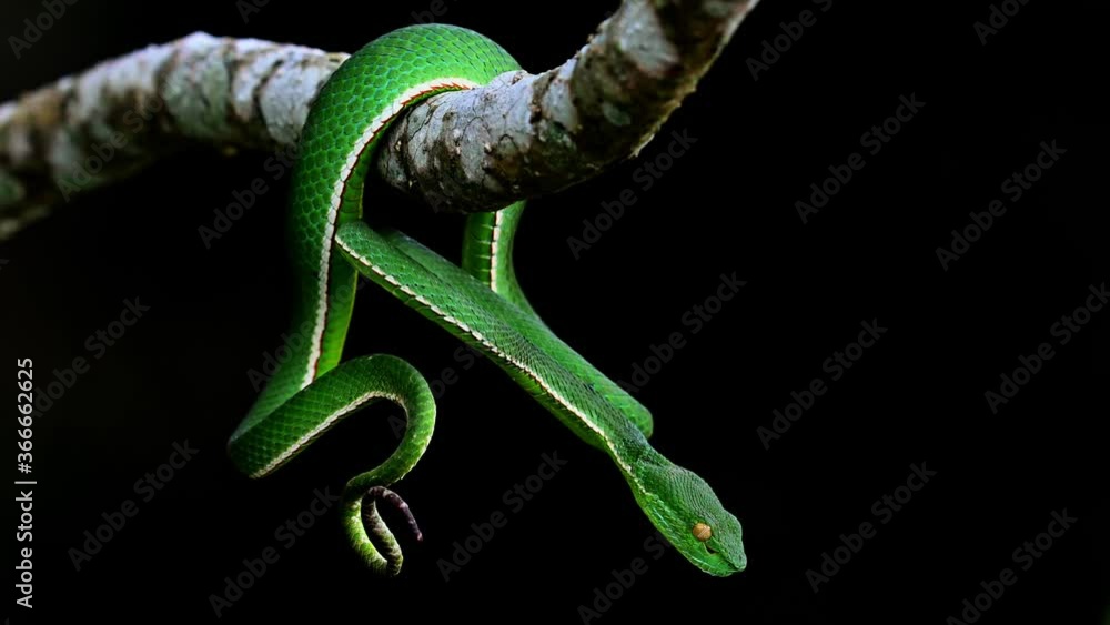 Vogel's Pit Viper, Trimeresurus vogeli; found in the jungle of Khao Yai ...