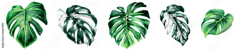Horizontal border of tropical monstera leaves. Botanical watercolor ...