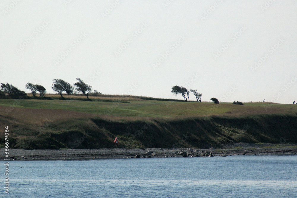 Weather beaten trees marked by a one way wind in a flat landscape seen ...