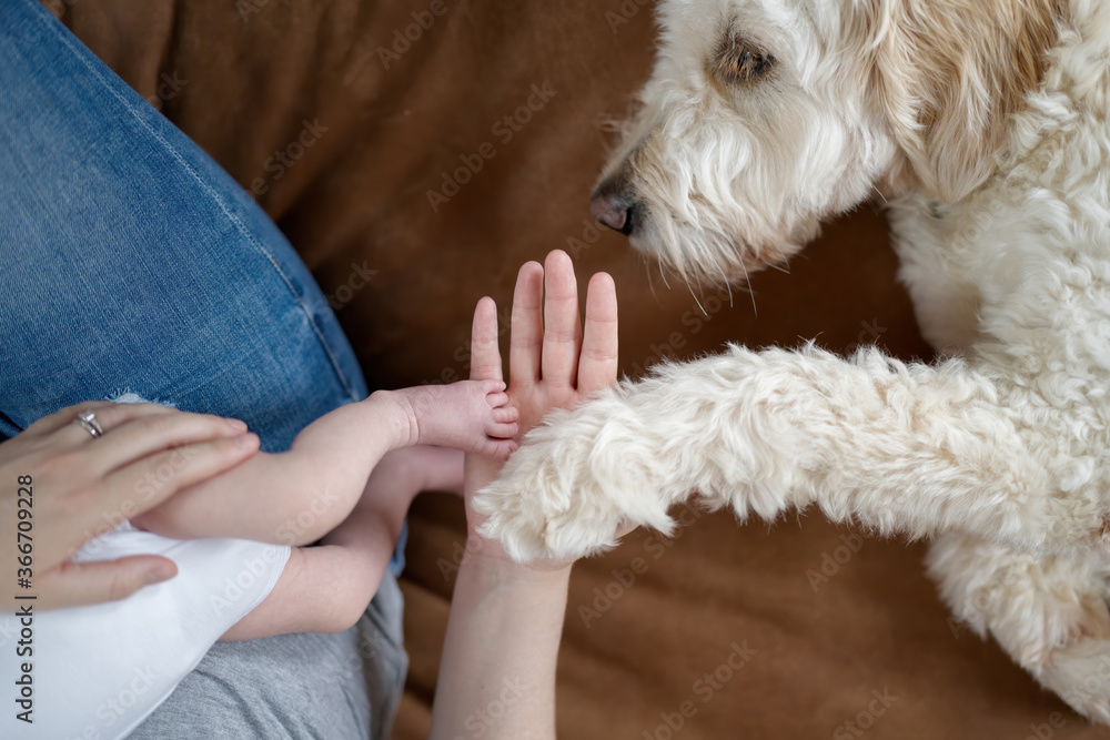 A domestic pet, a white labradoodle dog, gets to know and befriends a ...