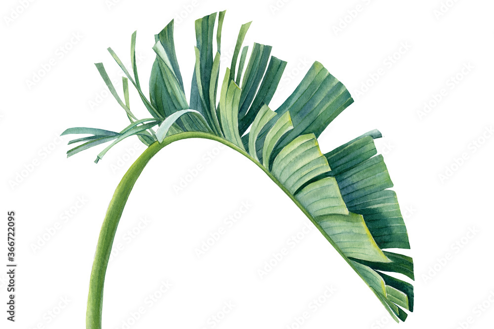 Tropical palm leaf. Botanical illustration of exotic flora. Isolated ...
