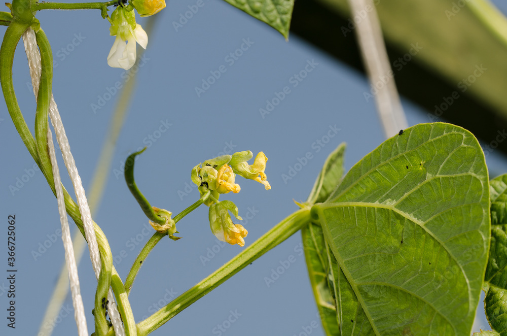 Climbing Runner Beans plants with Infestation of Black aphids which is ...