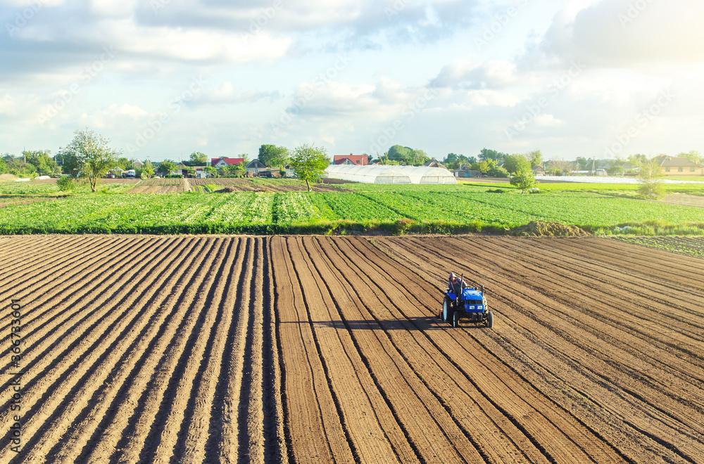 A tractor rides on a farm field. Farmer on a tractor with milling ...