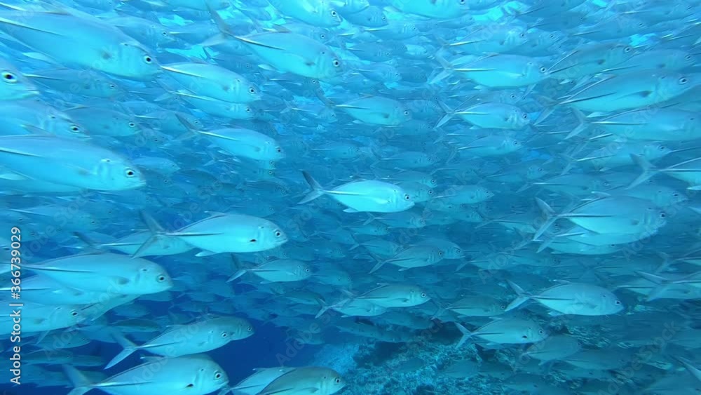 School of tuna tunny fish on the blue background of the sea under water ...