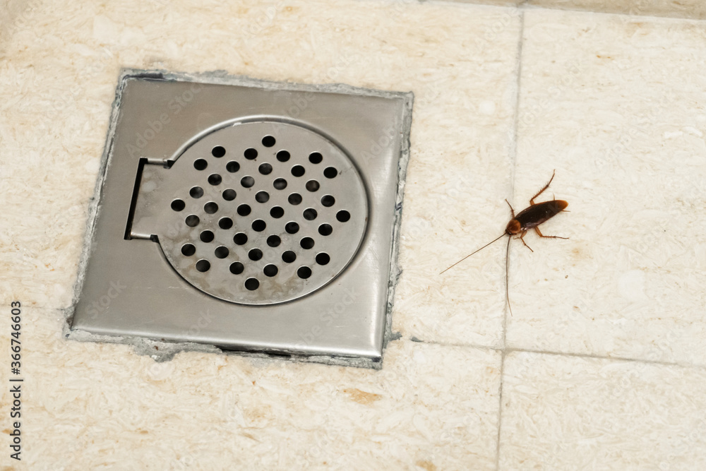 Cockroach in the bathroom near the drain hole. The problem with insects ...