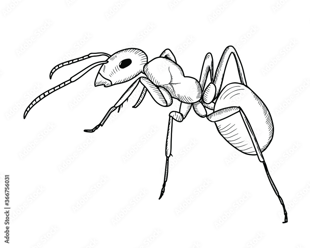 Hand drawn ant sketch. Simple style. Vector isolated Stock Vector ...