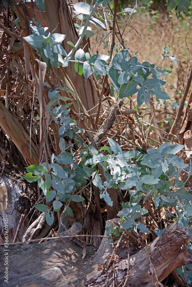 Fresh leaves are regrowing from a fallen eucalyptus tree in the ...