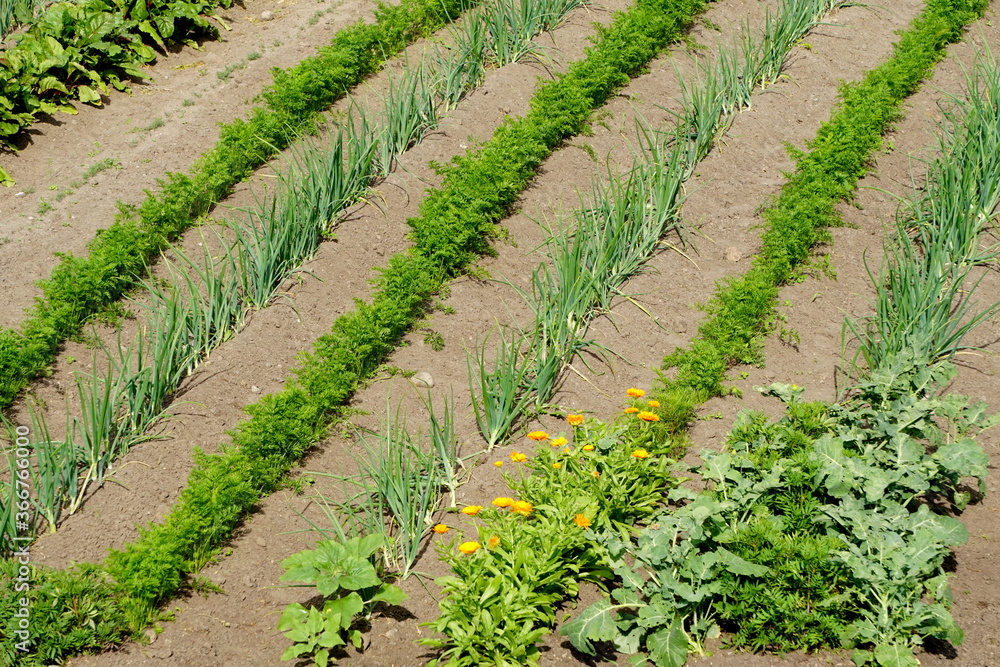 Perfect beautiful vegetable garden with green onions and carrots ...