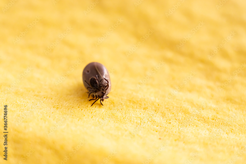 Tick mating. Two ticks are mating. Stock Photo | Adobe Stock