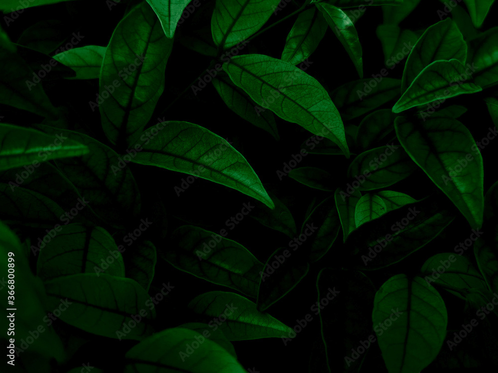 Dark Green Flowers Background
