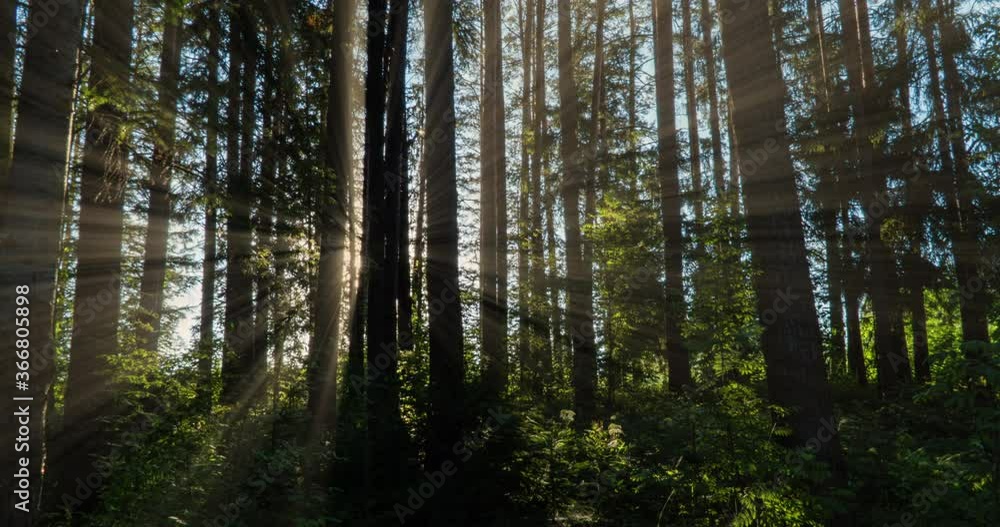 Green Forest. Pine Trees Fairy Forest. Trees pattern. Camera movement ...