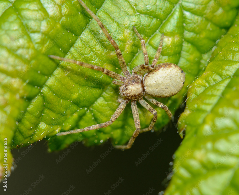 A distinct and unusual variety of Philodromus cespitum Spider. This ...