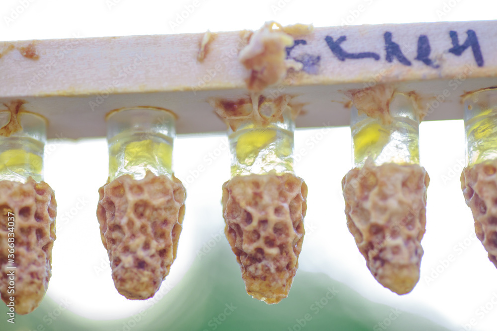 plastic queen cells with royal jelly Rebuilt from wax by honey bees on ...
