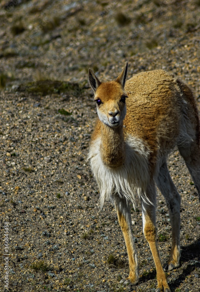 Vicuña solitaria, color cafe y blanco en un terreno de arena y piedra ...