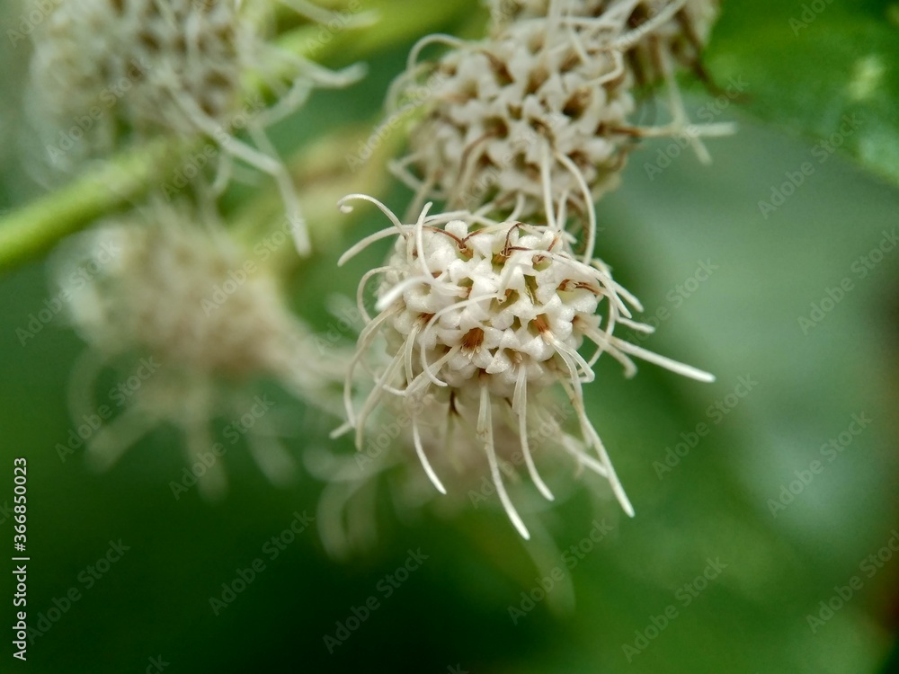 Macro shot Chromolaena odorata (minjangan, Siam weed, Christmas bush ...