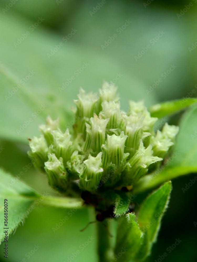 Macro shot Chromolaena odorata (minjangan, Siam weed, Christmas bush ...