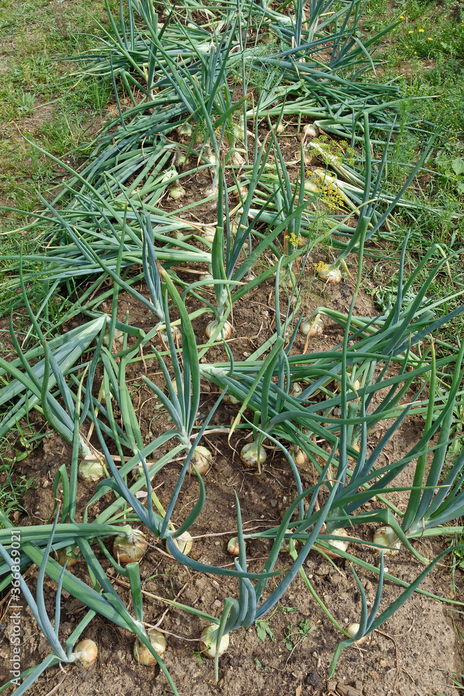 On a summer day, the onion stalks are lying on the bed, which indicates ...