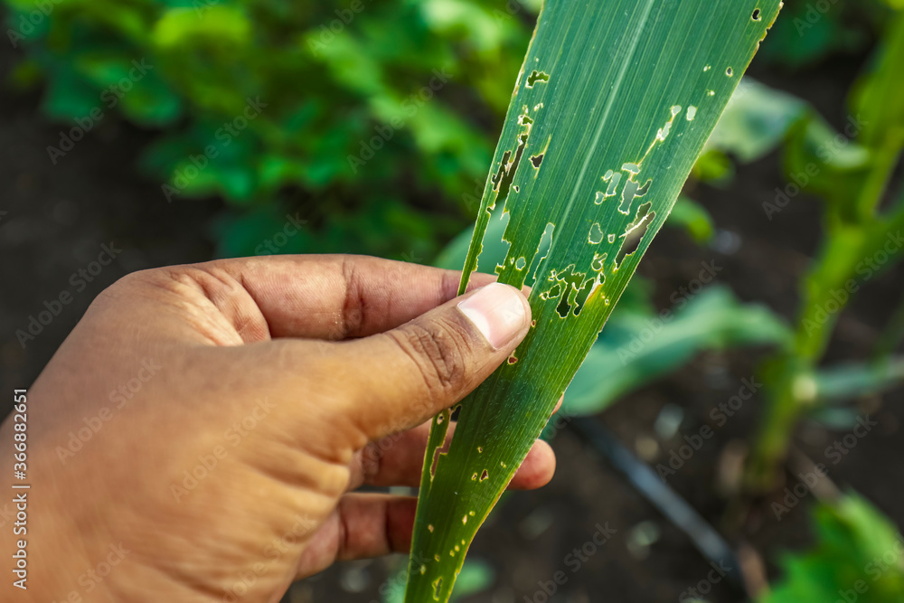 Agronomist examining damaged corn leaf , Corn leaves attacked by worms ...