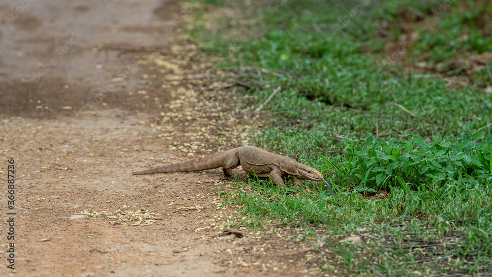 Indian Monitor Lizard