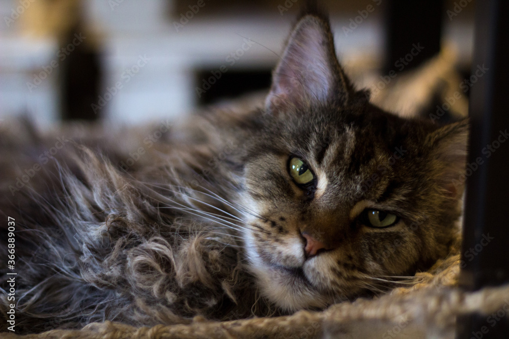 .Portrait of a maikun cat. The cat lies and looks strictly into the ...