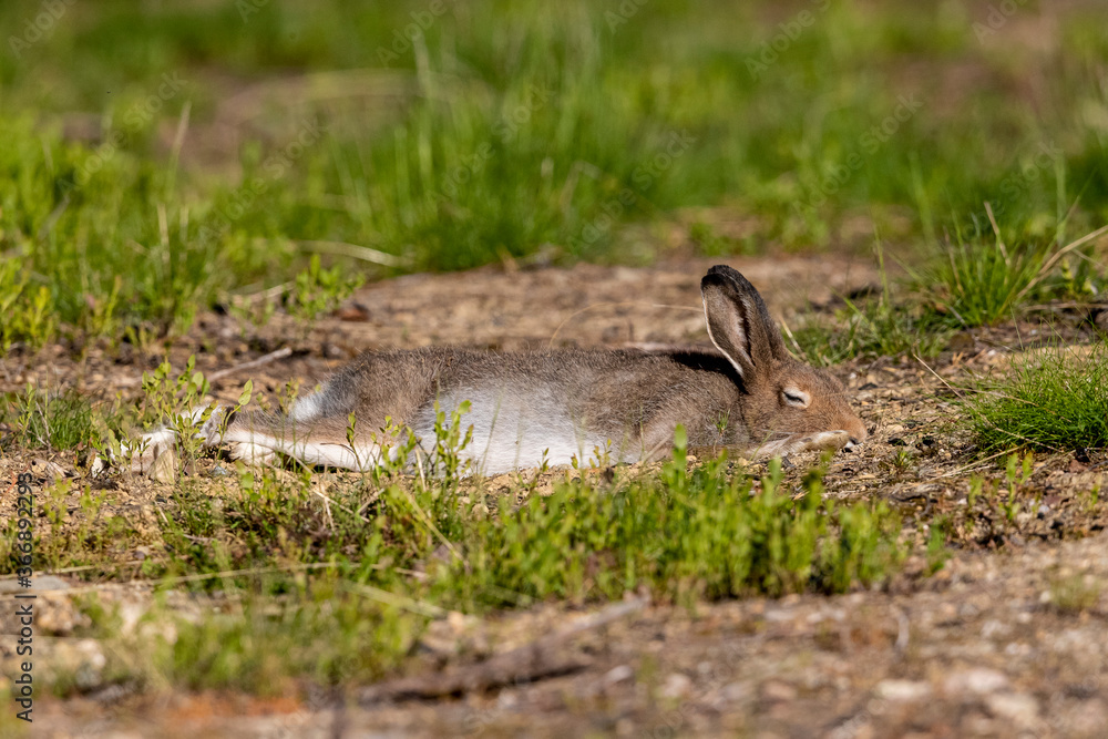 This cute hare used to come close to my cottage. She rolled on a sand ...