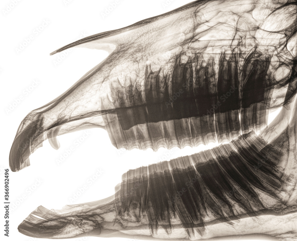 X-ray of the skull of a horse, side view. Upper jaw (maxilla) and ...