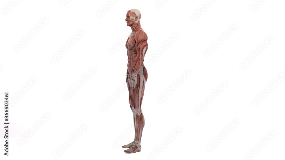 3D Render : Male model with the muscle tissues mapping on his body ...