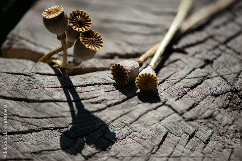 Dry poppy boxes, foreground texture. Poppy seeds in buds.Poppy boxes on ...
