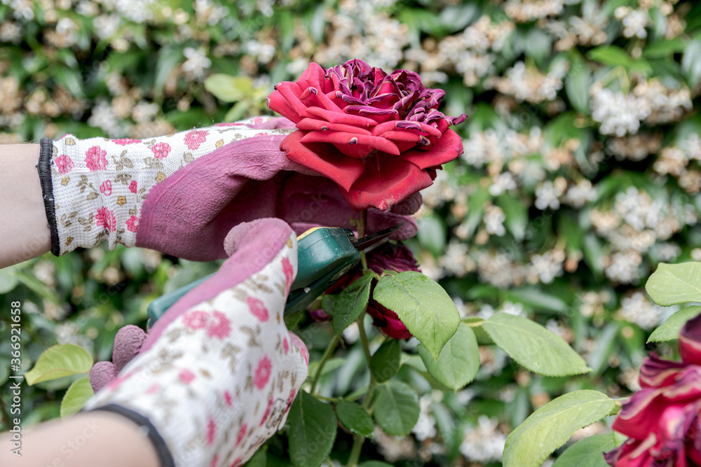 Woman with gloves pruning the rose bush with pruning shears in the ...