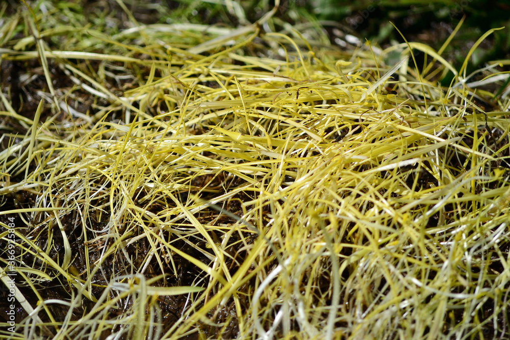 Texture of wet grass of yellow color, devoid of chlorophyll. Stock ...