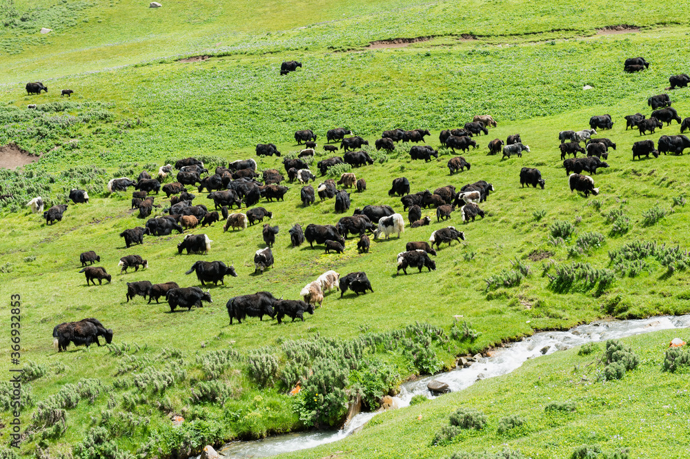 Yak herd, Song Kol Lake, Naryn province, Kyrgyzstan, Central Asia Stock ...