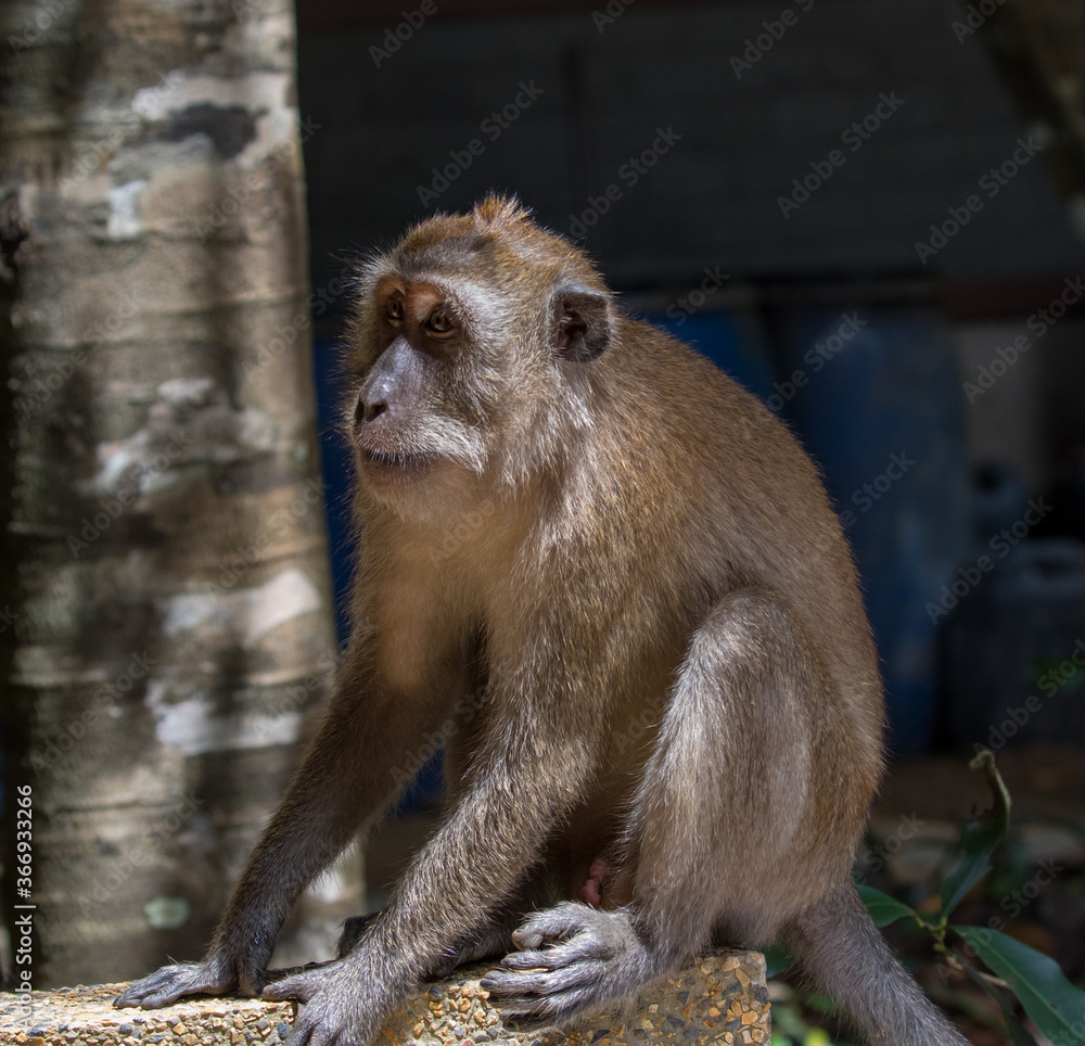 Makaque monkey (Macaca) in Mu Koh Lanta National Park on the ...