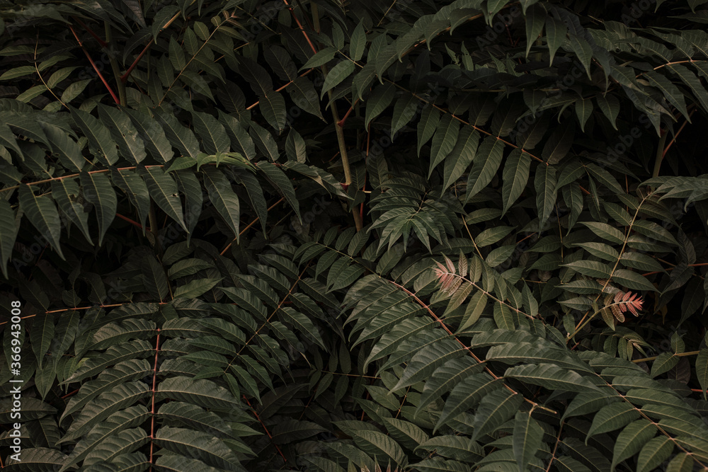 Lush greenery, dark jungle background Stock Photo | Adobe Stock