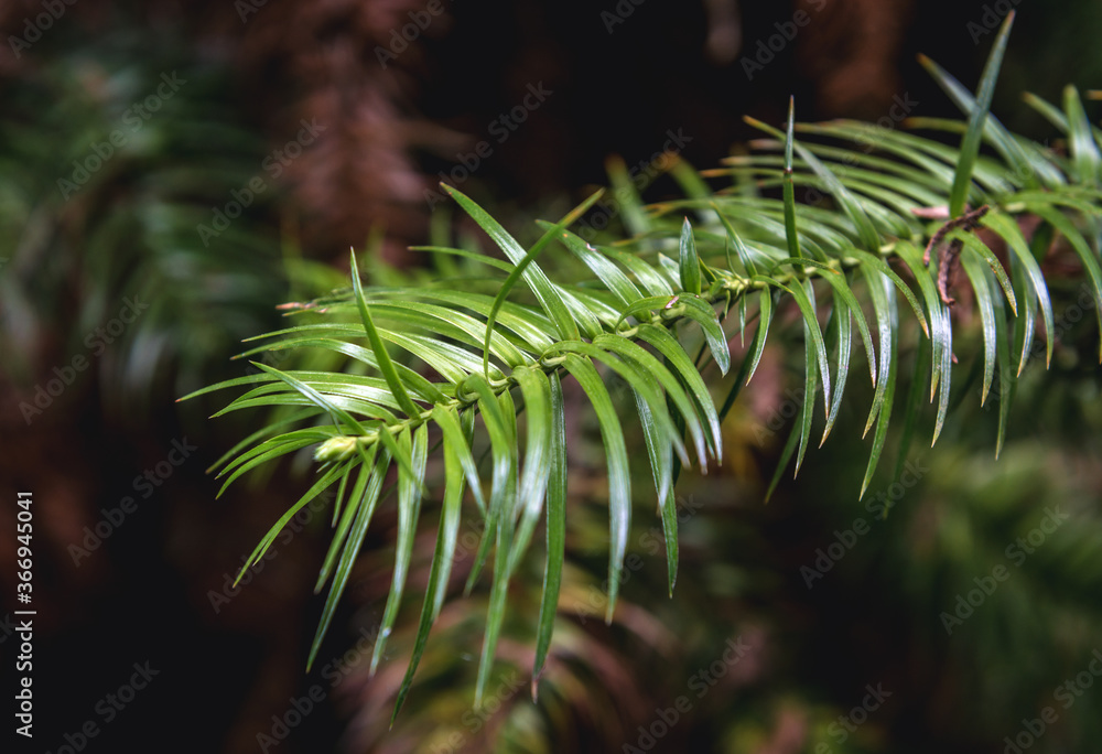Foto de Details of a leaves of China fir tree in the cypress family ...