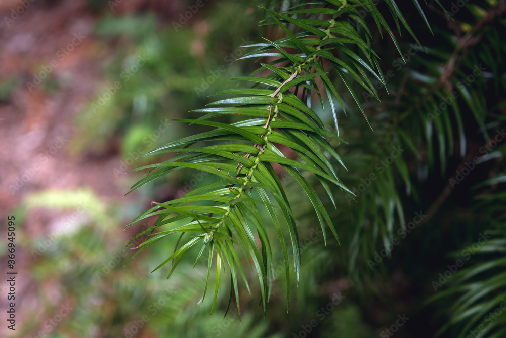 Details of a leaves of China fir tree in the cypress family ...