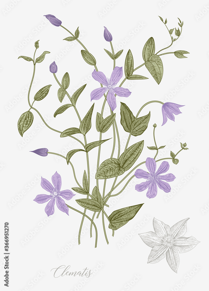 Vintage vector botanical illustration. Clematis. Stock Vector | Adobe Stock