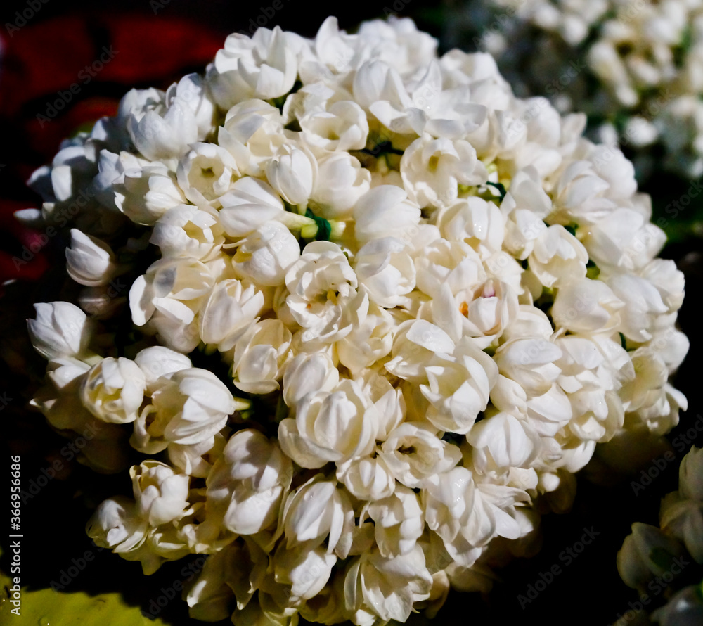 Jasmine garland.Asian white flowers. GAJRA- weaving of Jasmine flowers ...