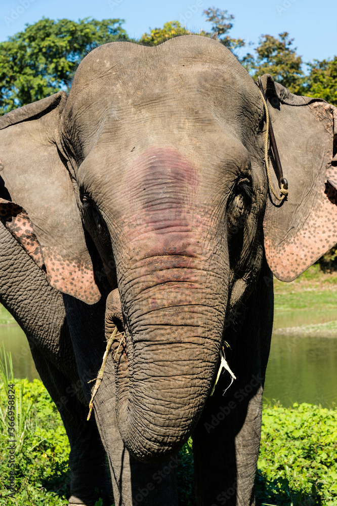 Indian elephant (Elephas maximus indicus) feeding on grass and leaves ...