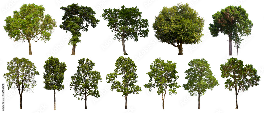 isolated tree green set is located on a white background.Collection of ...