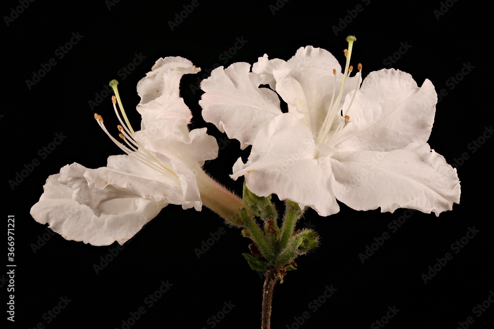 Hybrid Rhododendron (Rhododendron x hybridum, cv. 'Oxydon'). Inflorescence Closeup Stock Photo ...