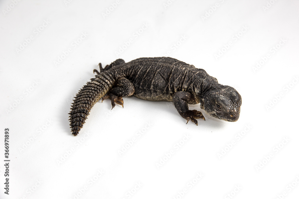 Lizard That Looks Like A Dinosaur