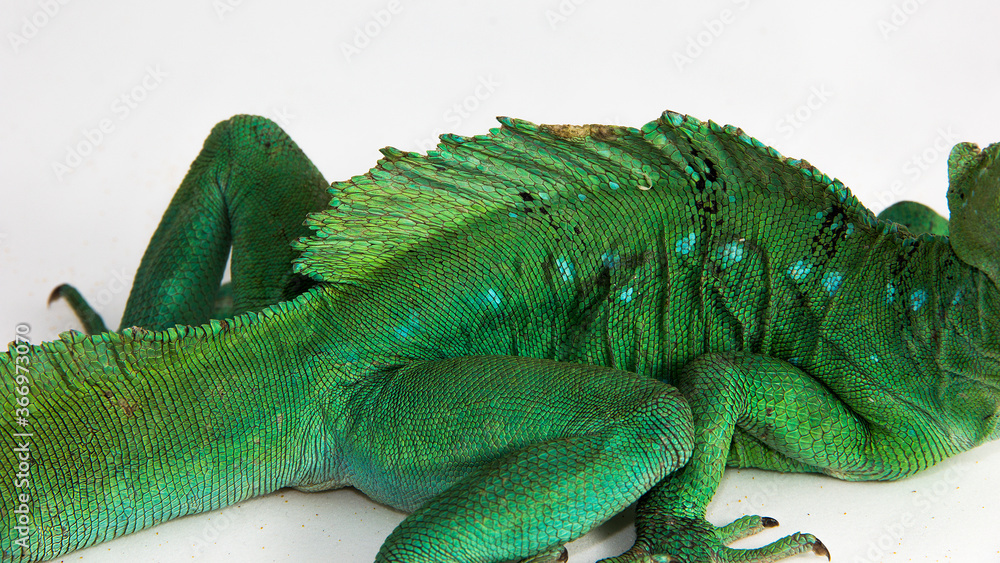 Basiliscus plumifrons - the skin of an adult green basilisk, also known ...
