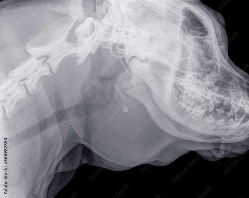 Digital x-ray of a side view of the skull of a dog with a large soft ...