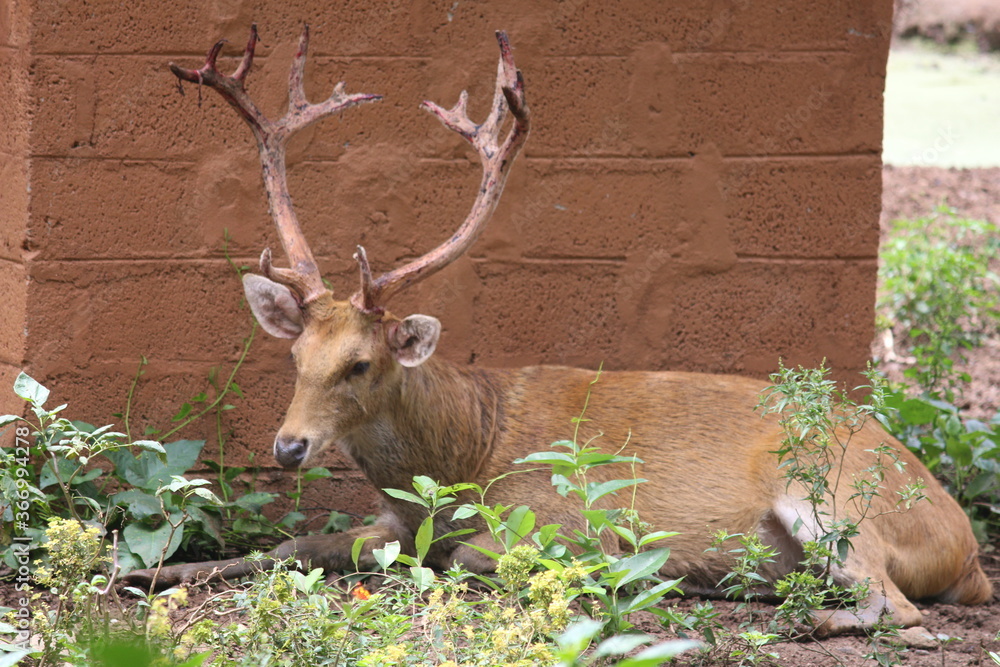 Deer are cloven-hoofed ungulates that typically have compact torsos ...